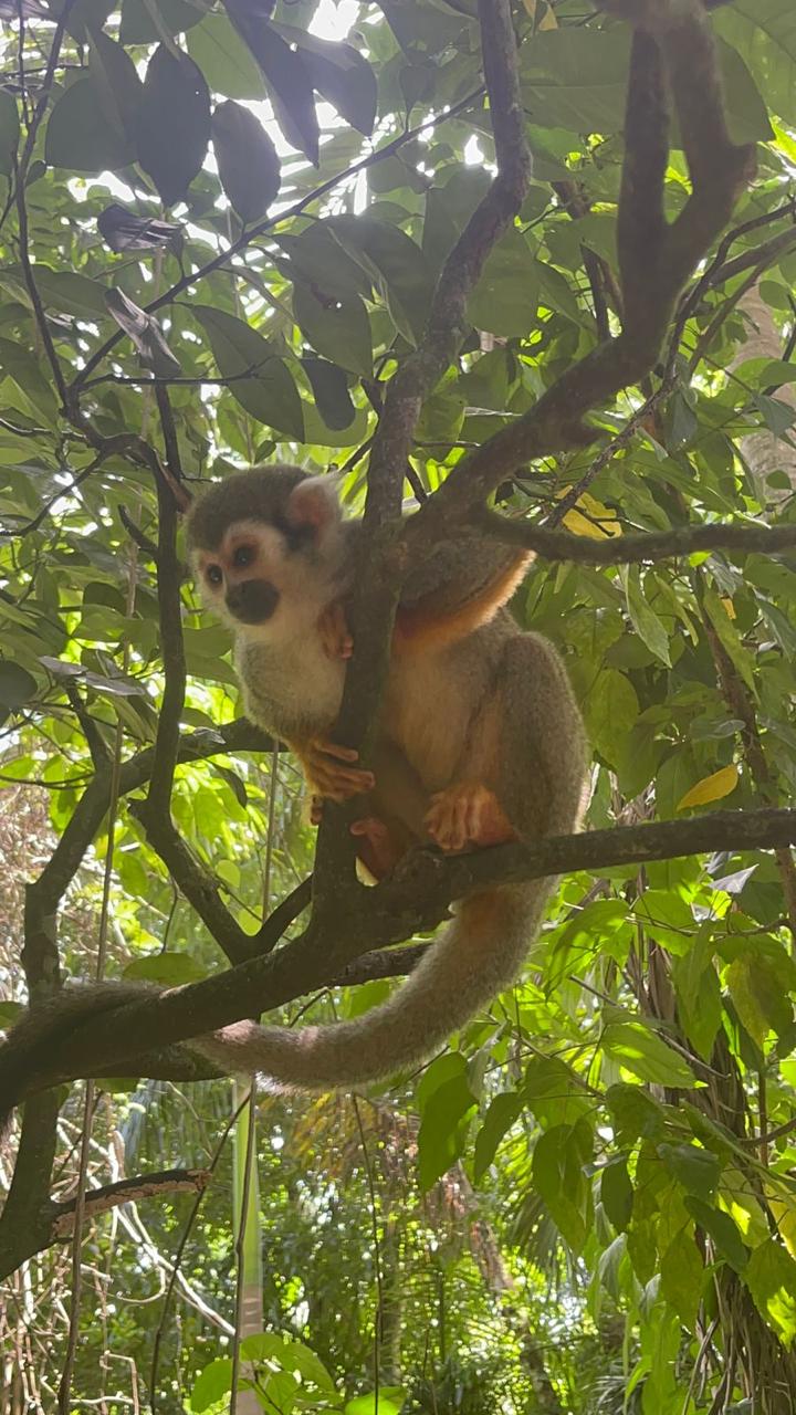 Damajagua Waterfalls & Monkey Land Combo | Puerto Plata